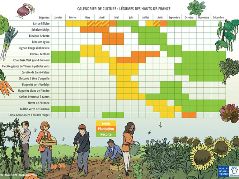 Un calendrier de culture pour les variétés régionales de légumes